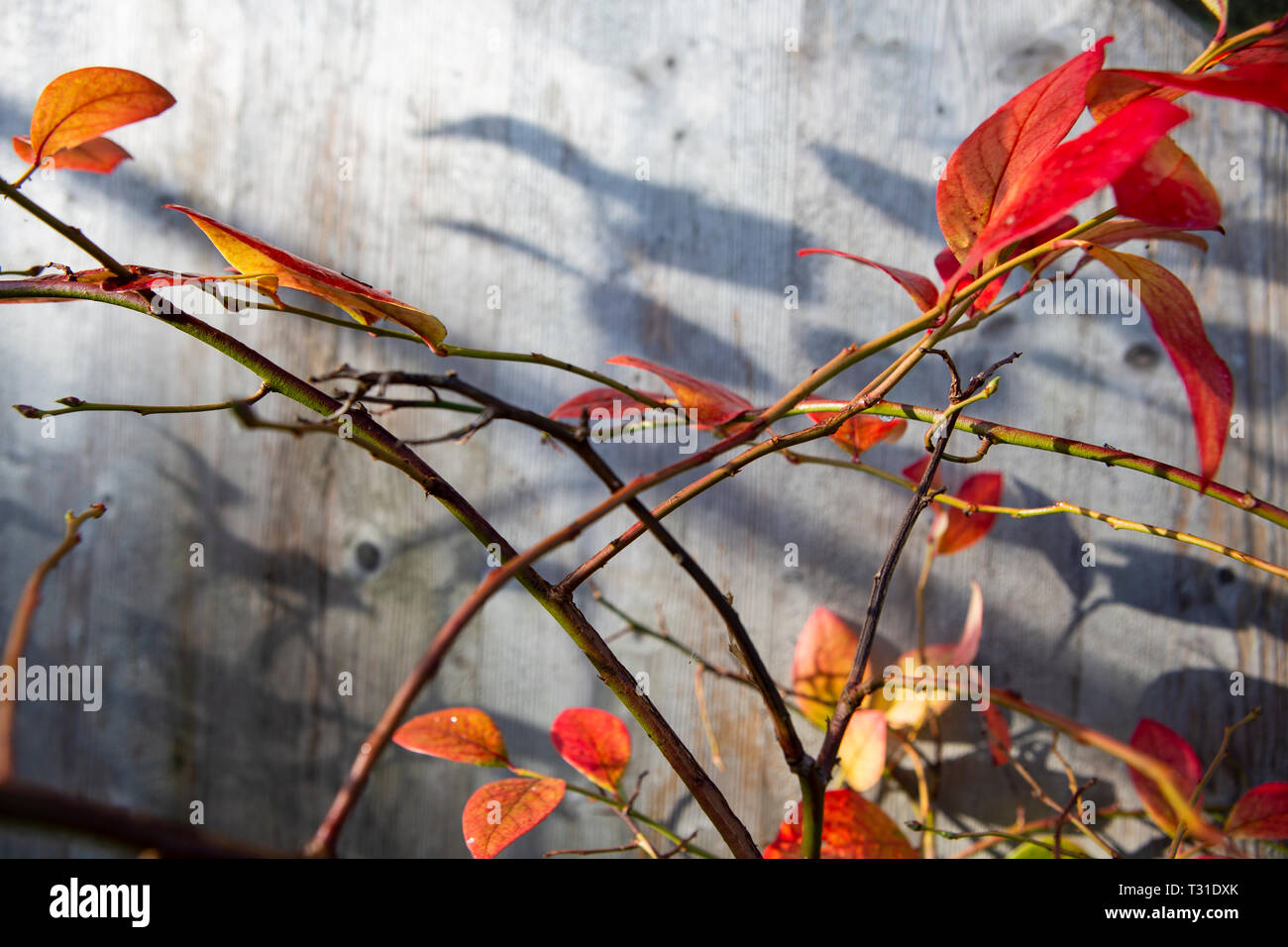Shadows from a tree Stock Photo - Alamy