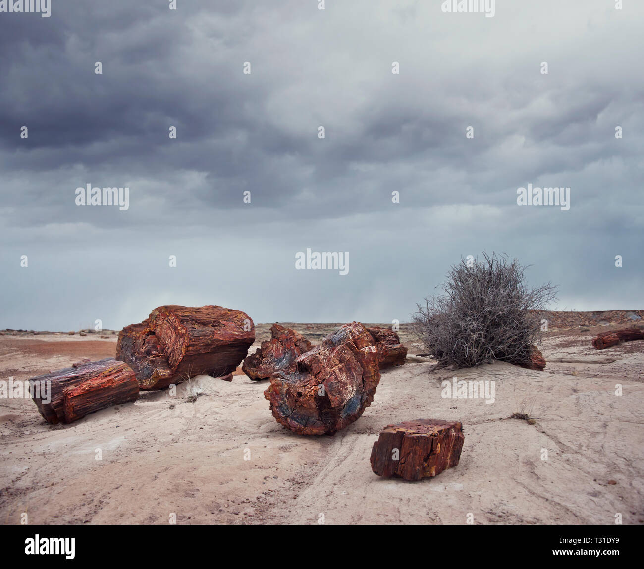 Fossilized tree trunks hi-res stock photography and images - Alamy