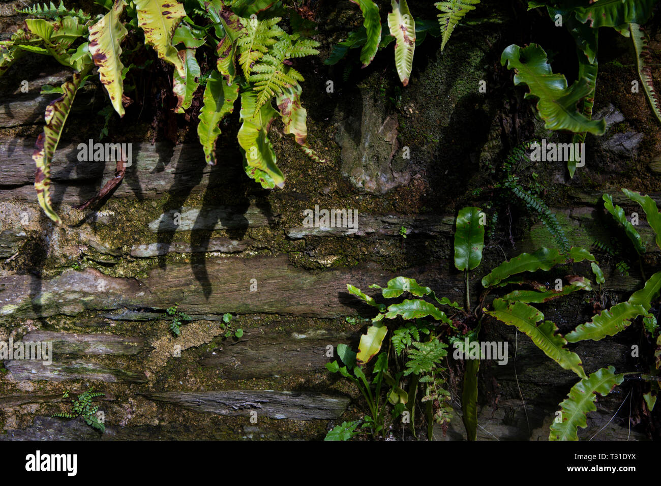 Wall fern gardening hi-res stock photography and images - Alamy