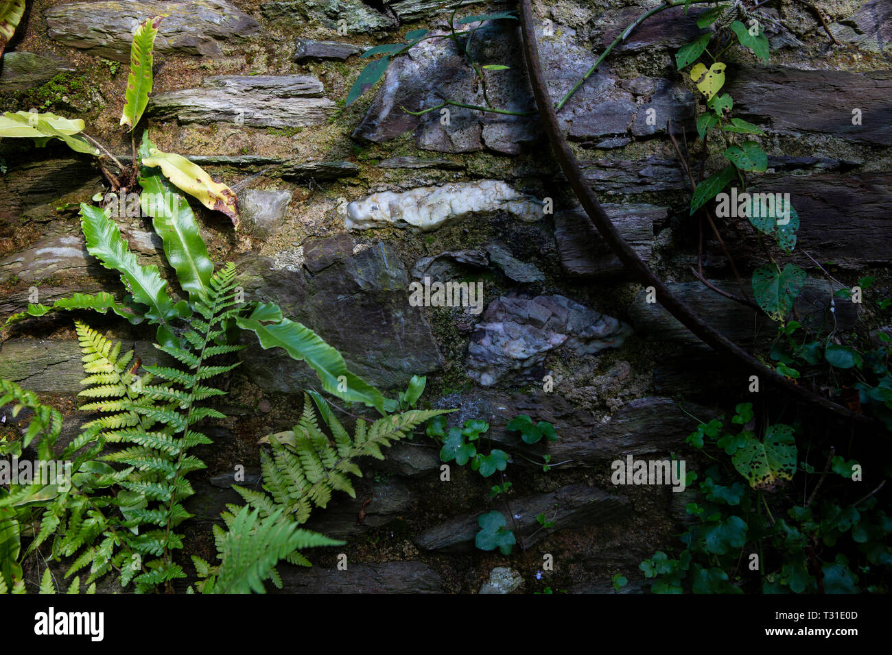Wall fern gardening hi-res stock photography and images - Alamy