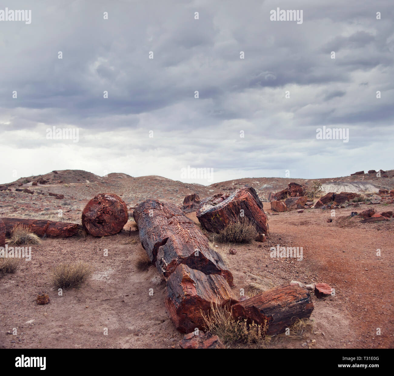 Fossilized tree trunks hi-res stock photography and images - Alamy