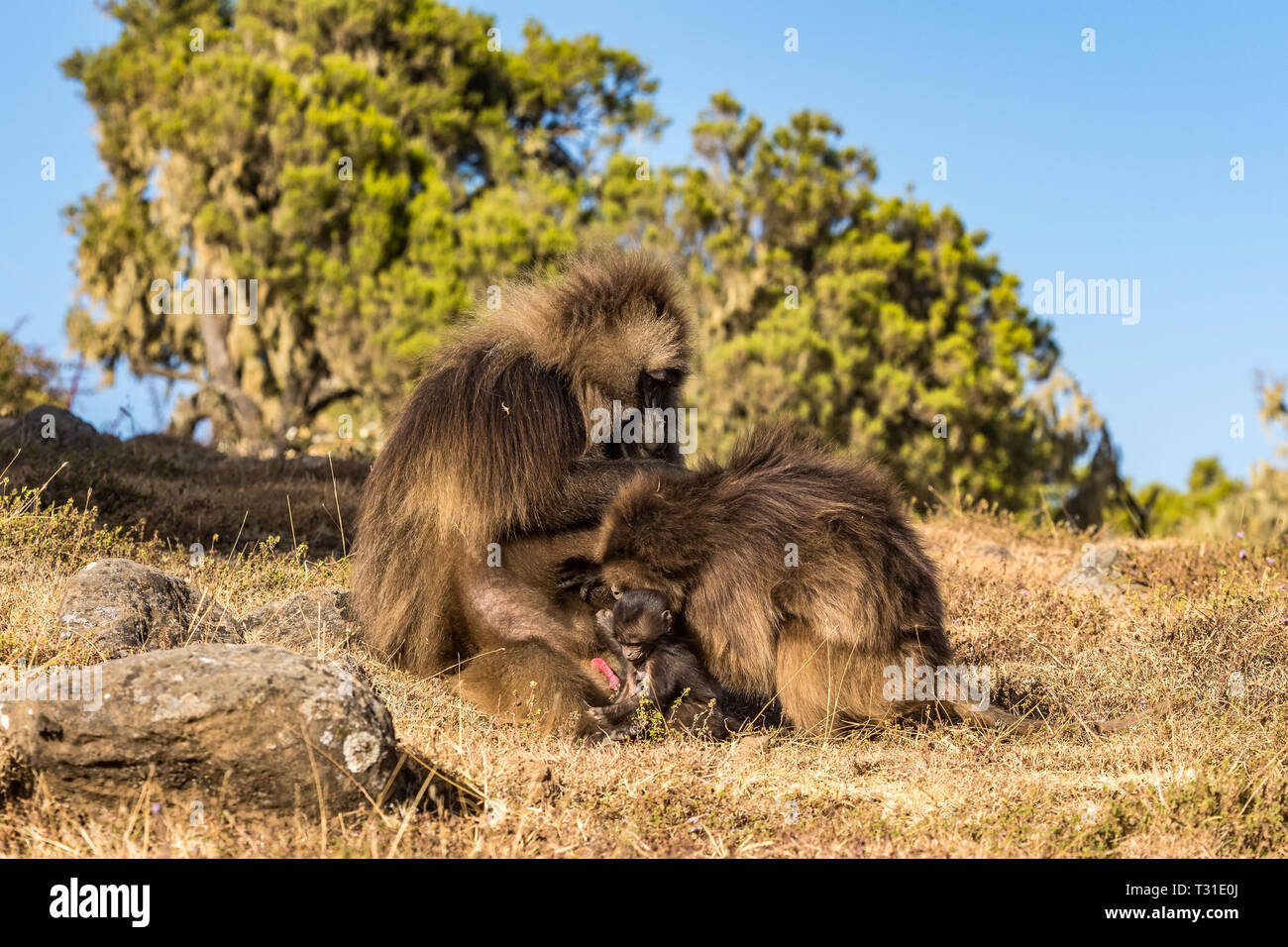 Gelada Baboon Theropithecus Gelada . Simien Mountains National Park ...
