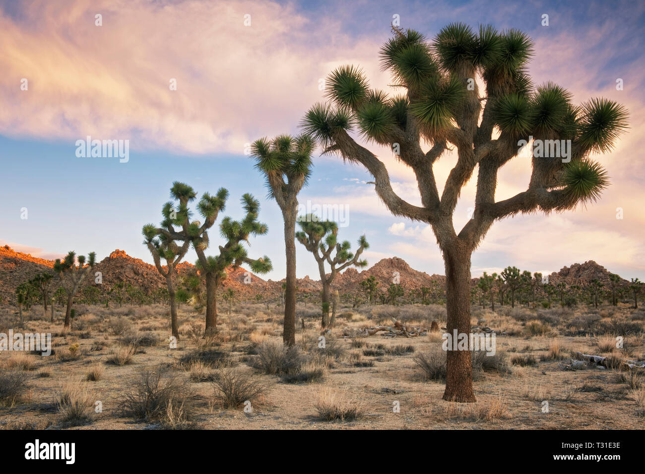 Us national parks palm springs joshua trees hi-res stock photography ...
