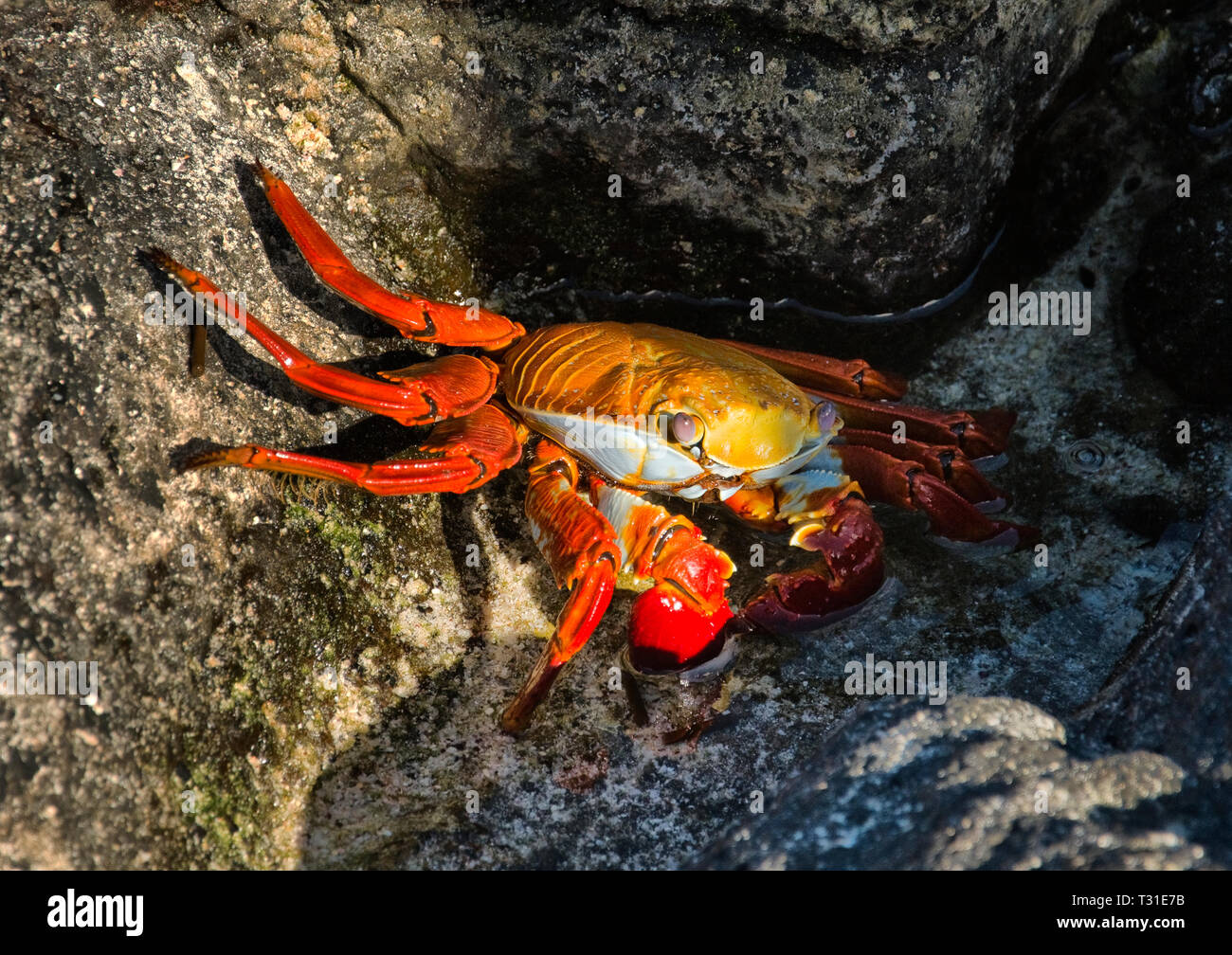 Galapagos snail hi-res stock photography and images - Alamy