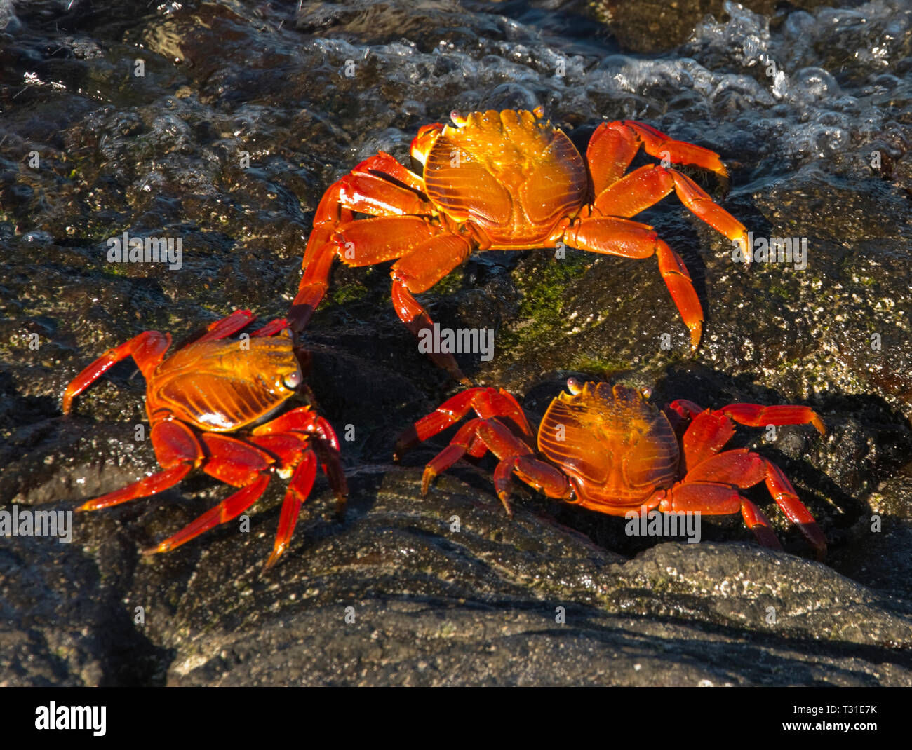 Galapagos snail hi-res stock photography and images - Alamy