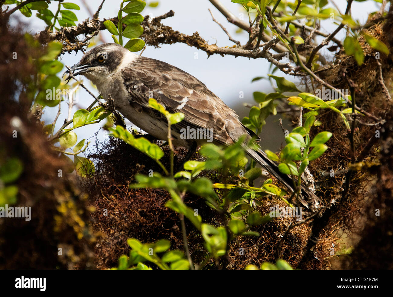 SOUTH AMERICA, Ecuador, Galapagos Islands, Isabela Island, Galapagos ...