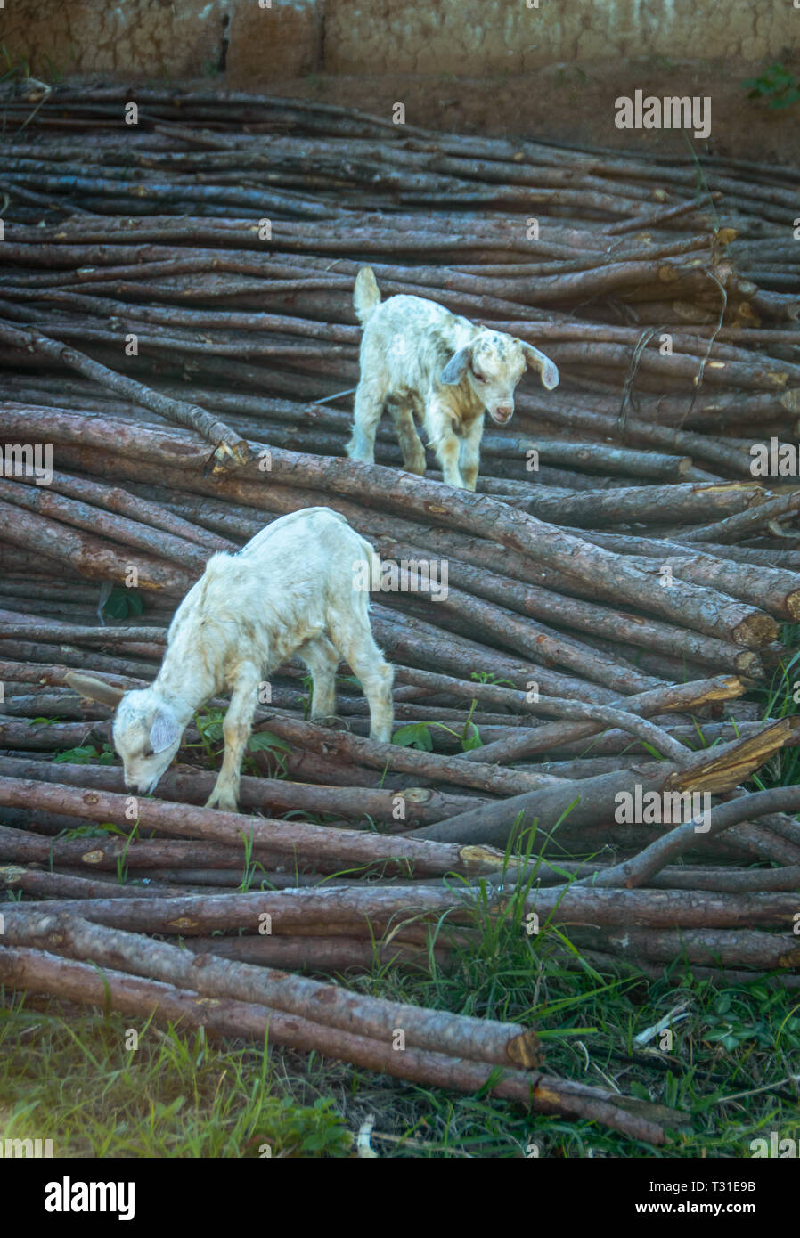 two young goats climb over firewood stacked behind a mud building in a ...