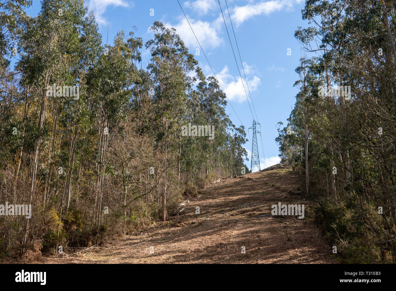High voltage power line in a forest against a cloudy sky background ...