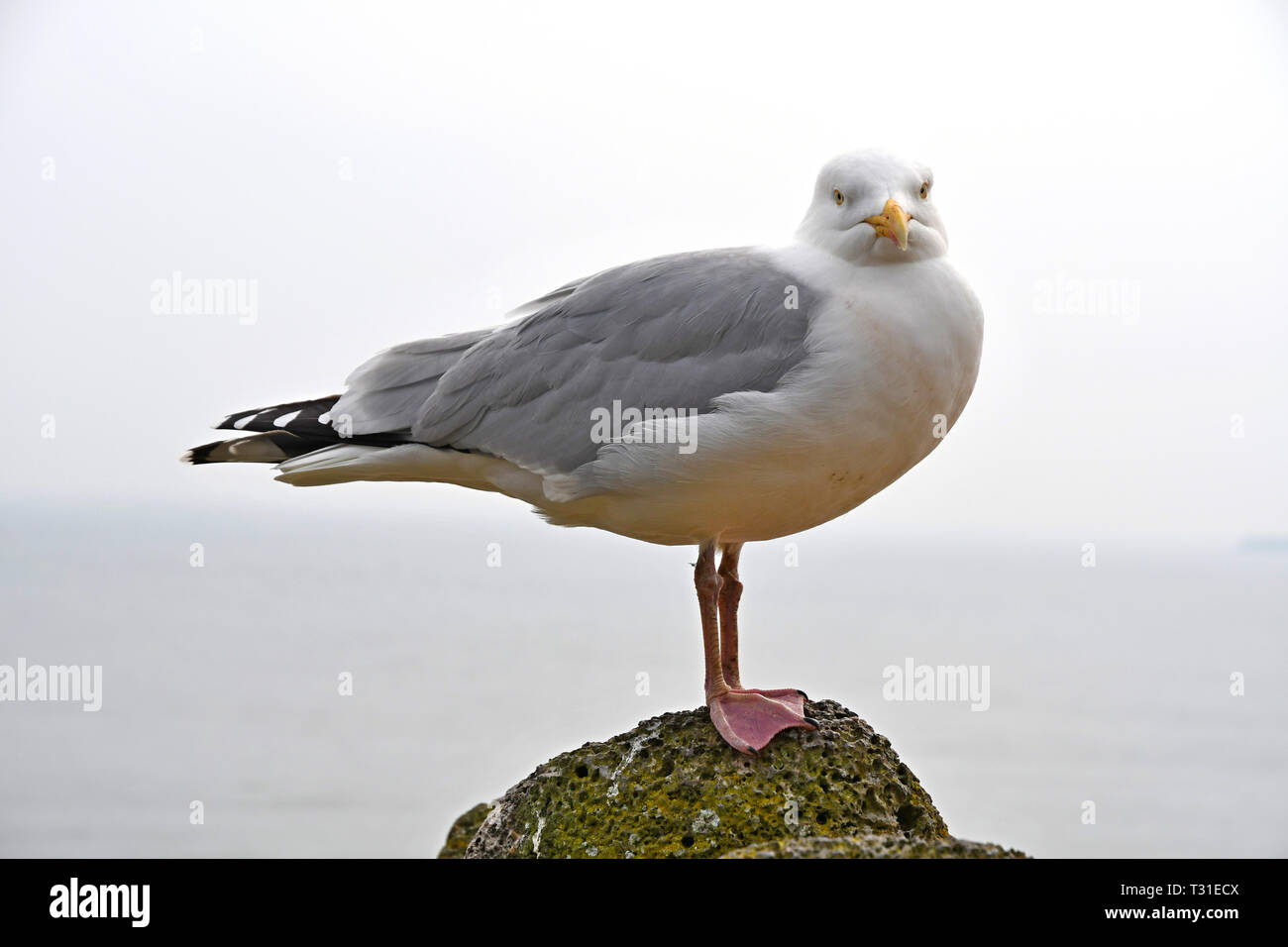 Seagull wales hi-res stock photography and images - Alamy