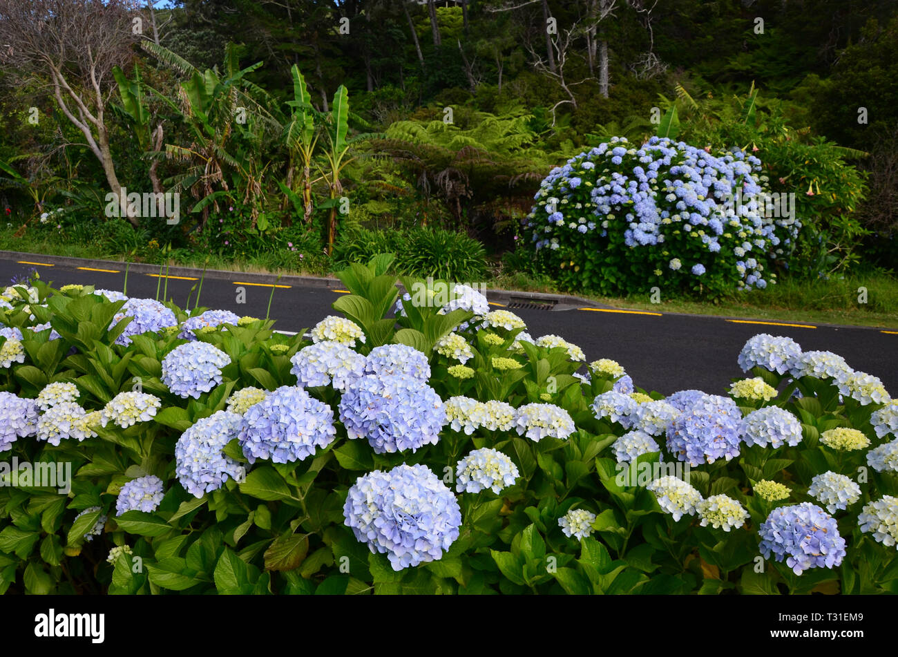 Purple Hydrangea Hortensia flowers near Cathedral Cove, Coromandel ...