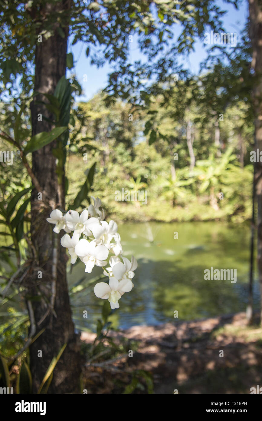 Thai flora and fauna hi-res stock photography and images - Alamy