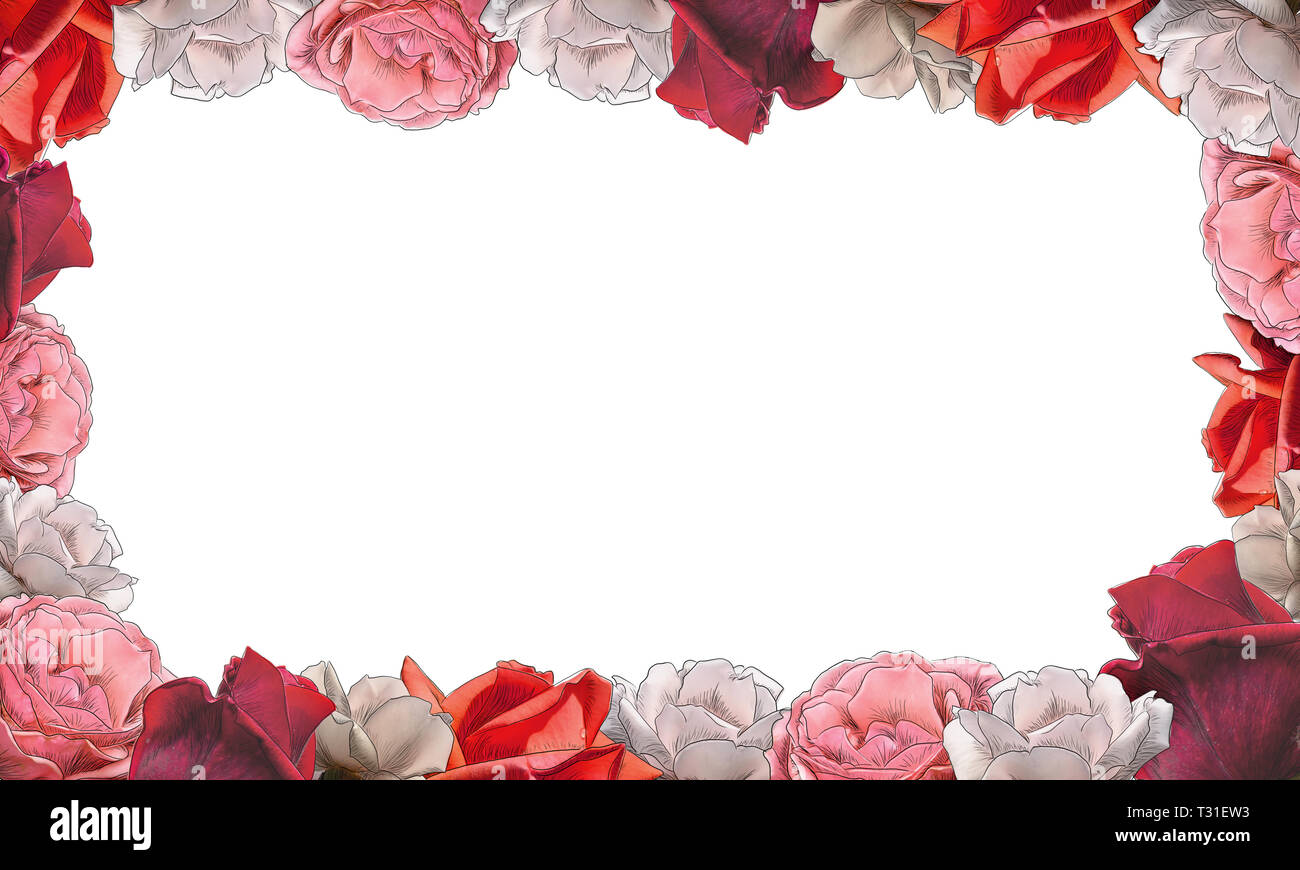 colored frame of red roses white background by jziprian Stock Photo - Alamy