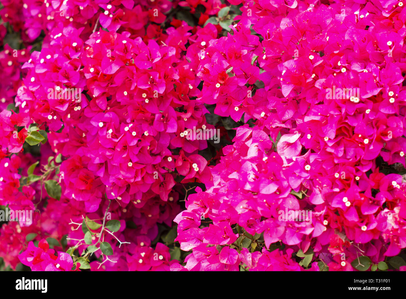 Magenta flowers hi-res stock photography and images - Alamy