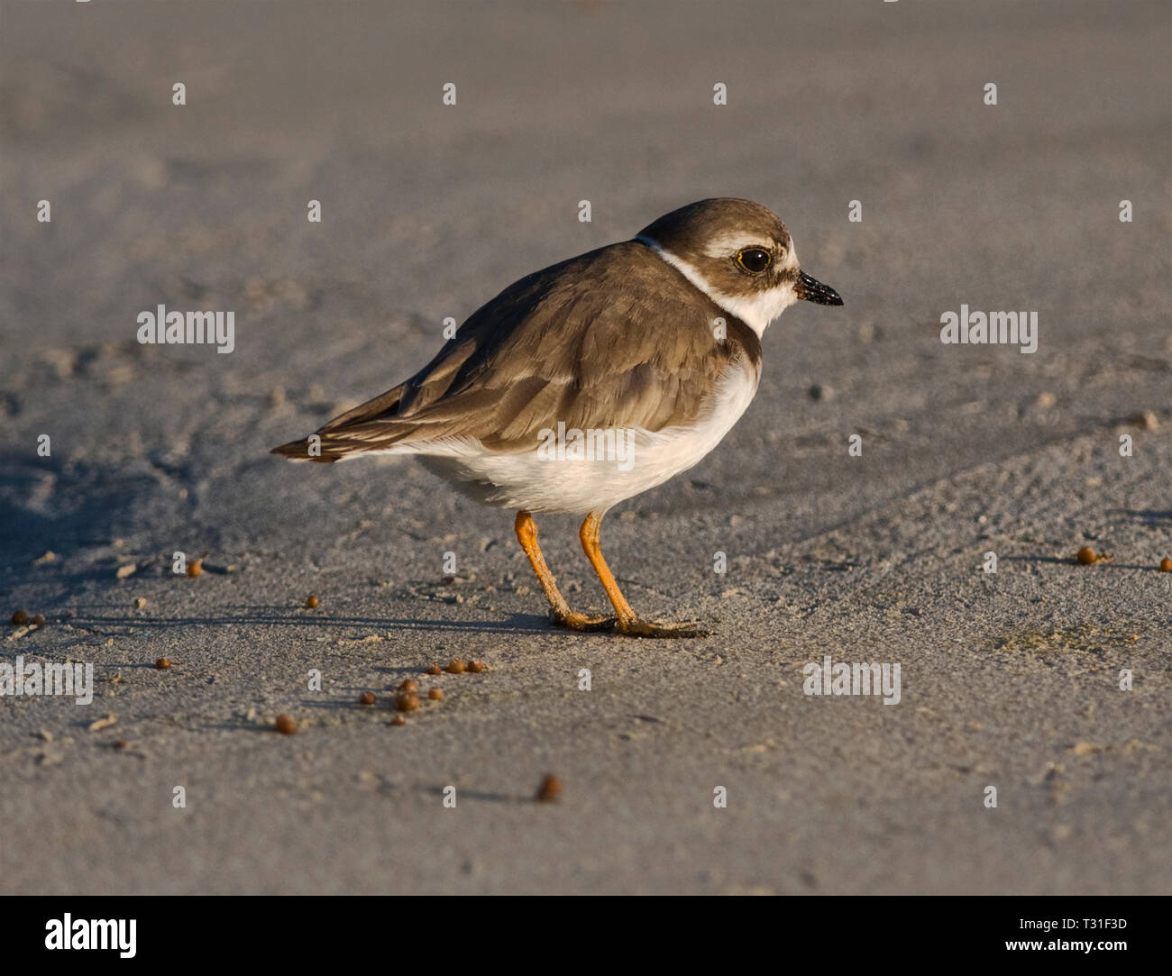 SOUTH AMERICA, Ecuador, Galapagos Islands, Isabela Island, Spotted ...