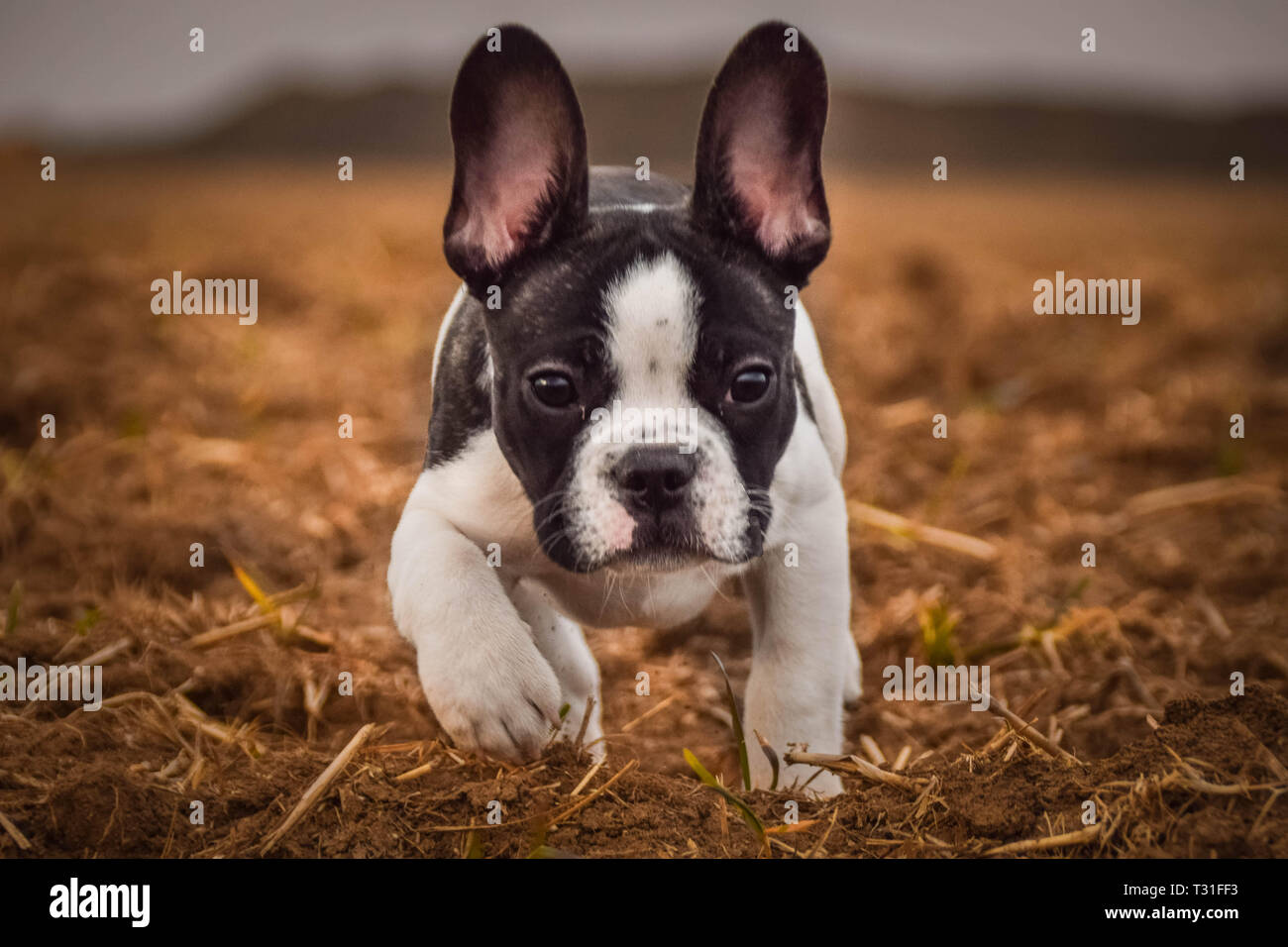 Portrait of french bull dog. He is running in the field Stock Photo - Alamy