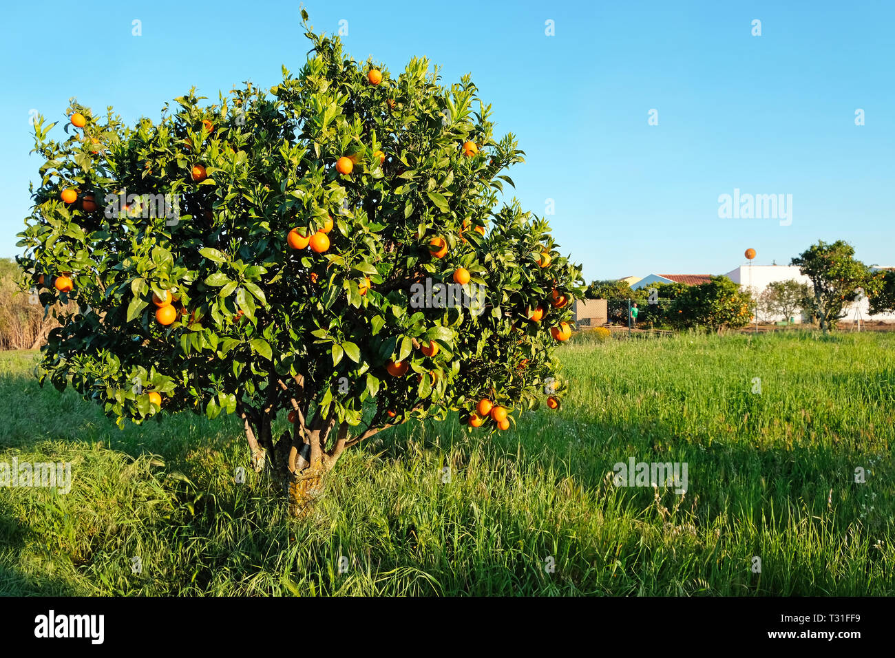Orange tree in the countryside from Portugal Stock Photo - Alamy