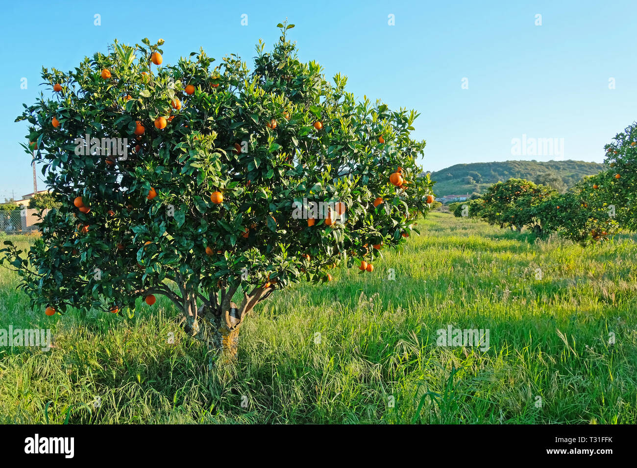 Orangefruit hi-res stock photography and images - Alamy