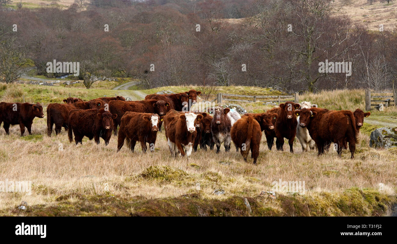 Ling Cattle on the Scottish Highlands on the Glen Finglas Estate in ...