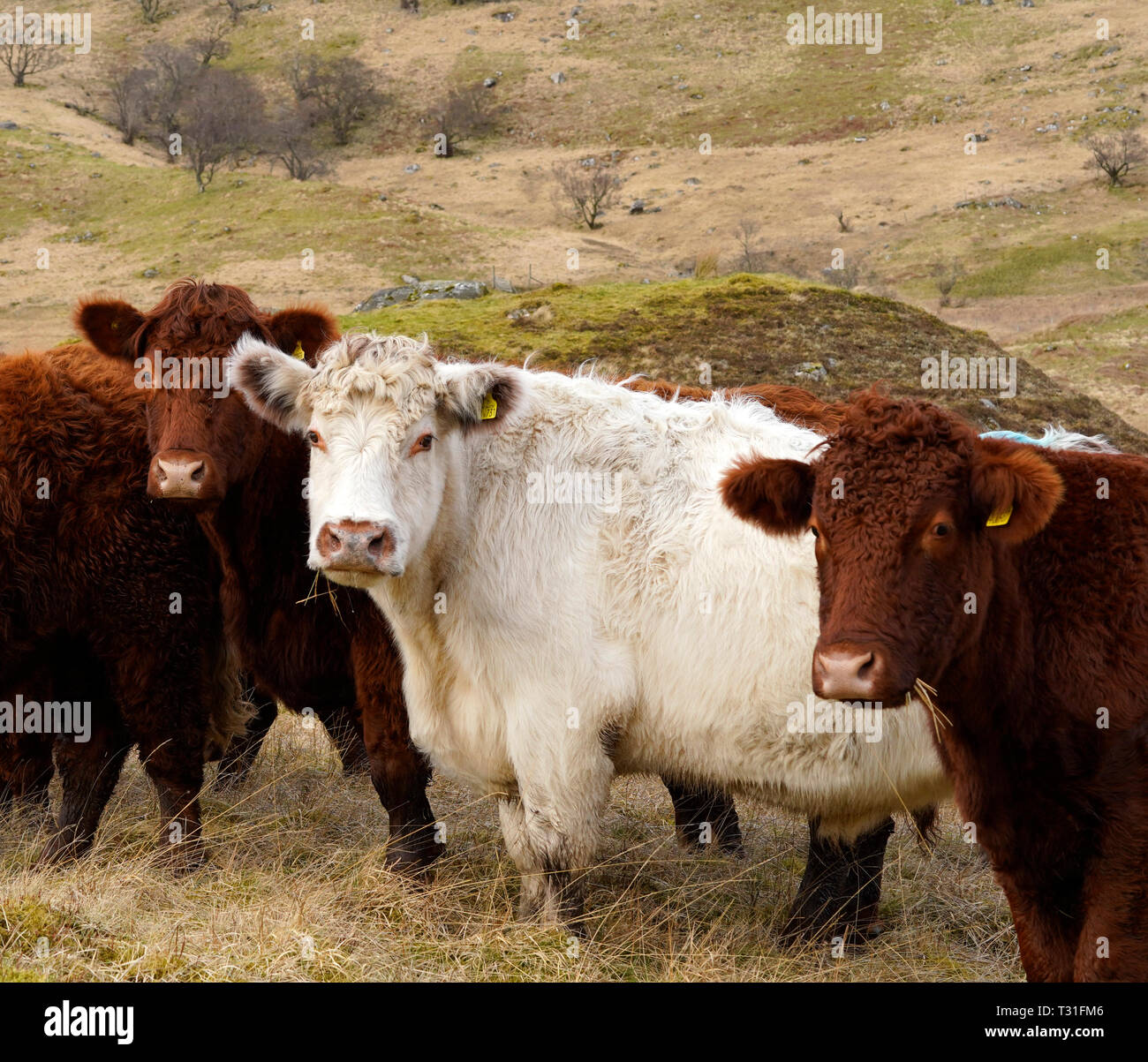 Ling Cattle on the Scottish Highlands on the Glen Finglas Estate in ...