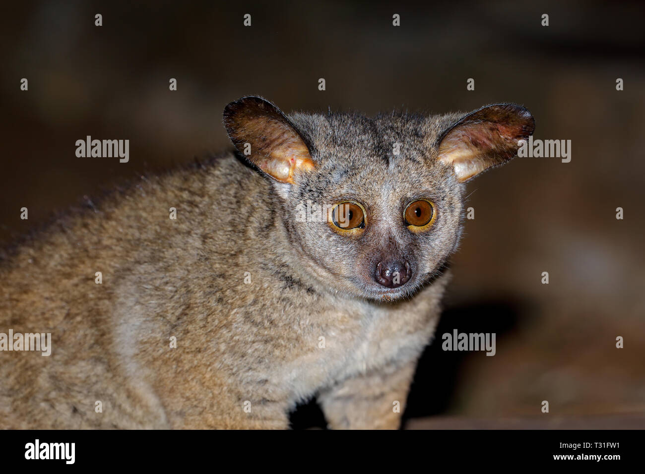 Bush Babies Tumblr