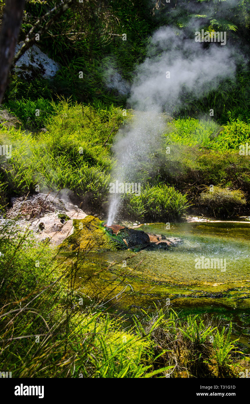 Thermal Geyser at Waimangu Volcanic Valley in Rotorua, North Island ...