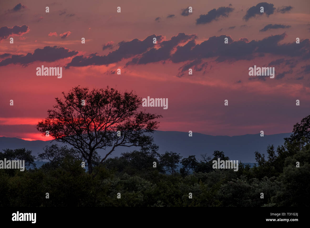 Stunning pink and orange sunset over the bush at Sabi Sands Game ...