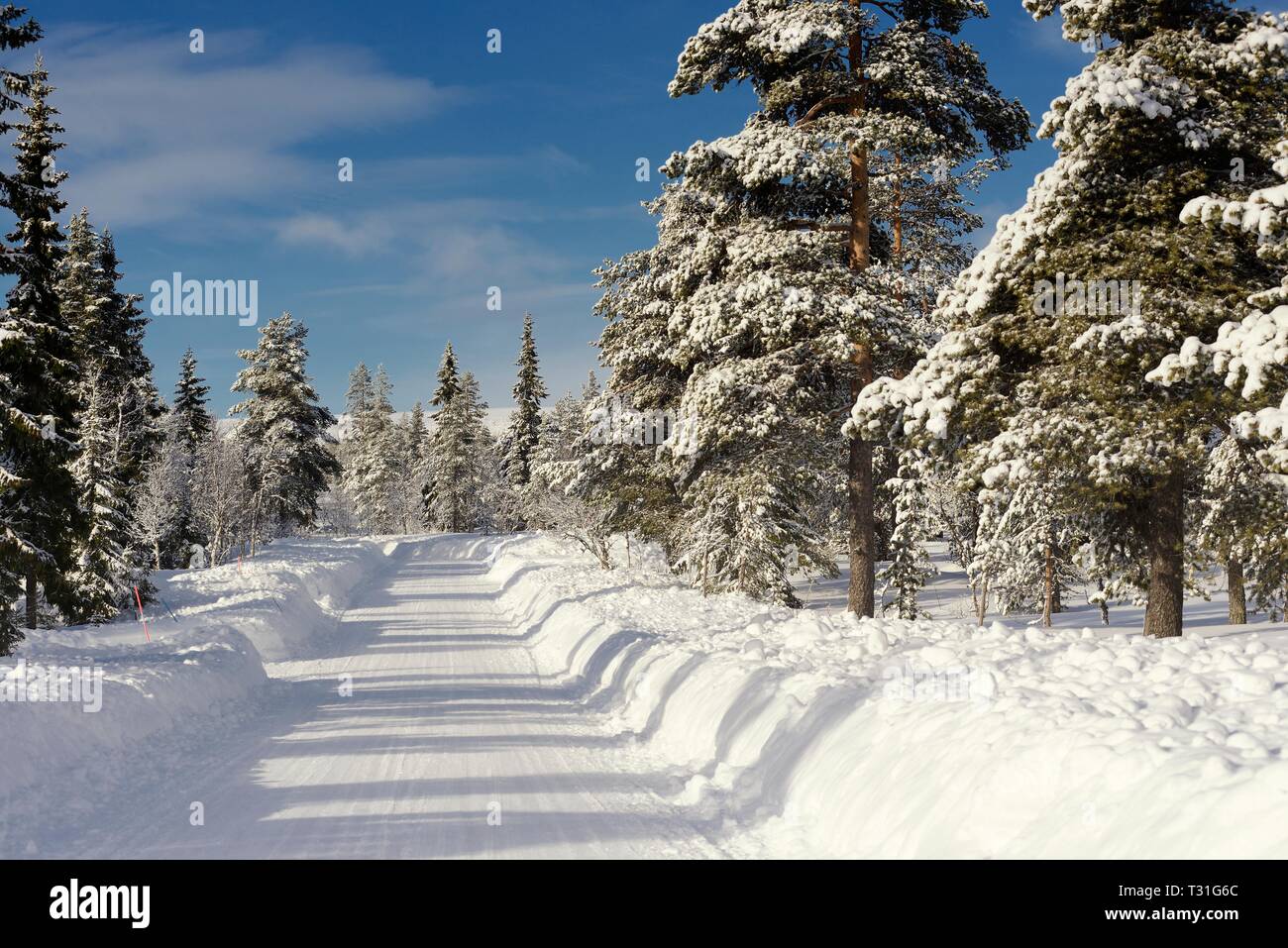 Snowy spruce forest on a white background Stock Photo - Alamy