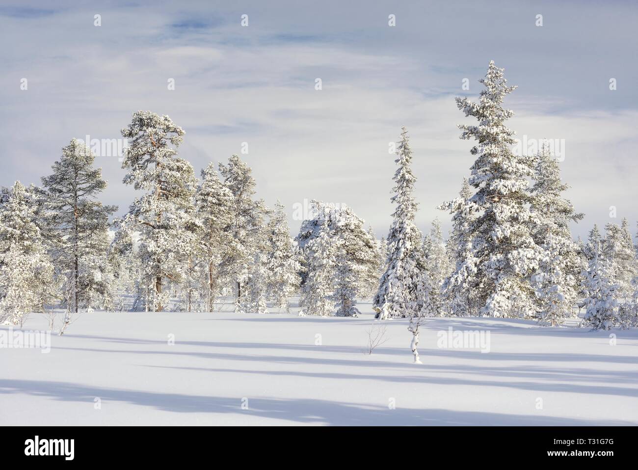Snowy spruce forest on a white background Stock Photo - Alamy