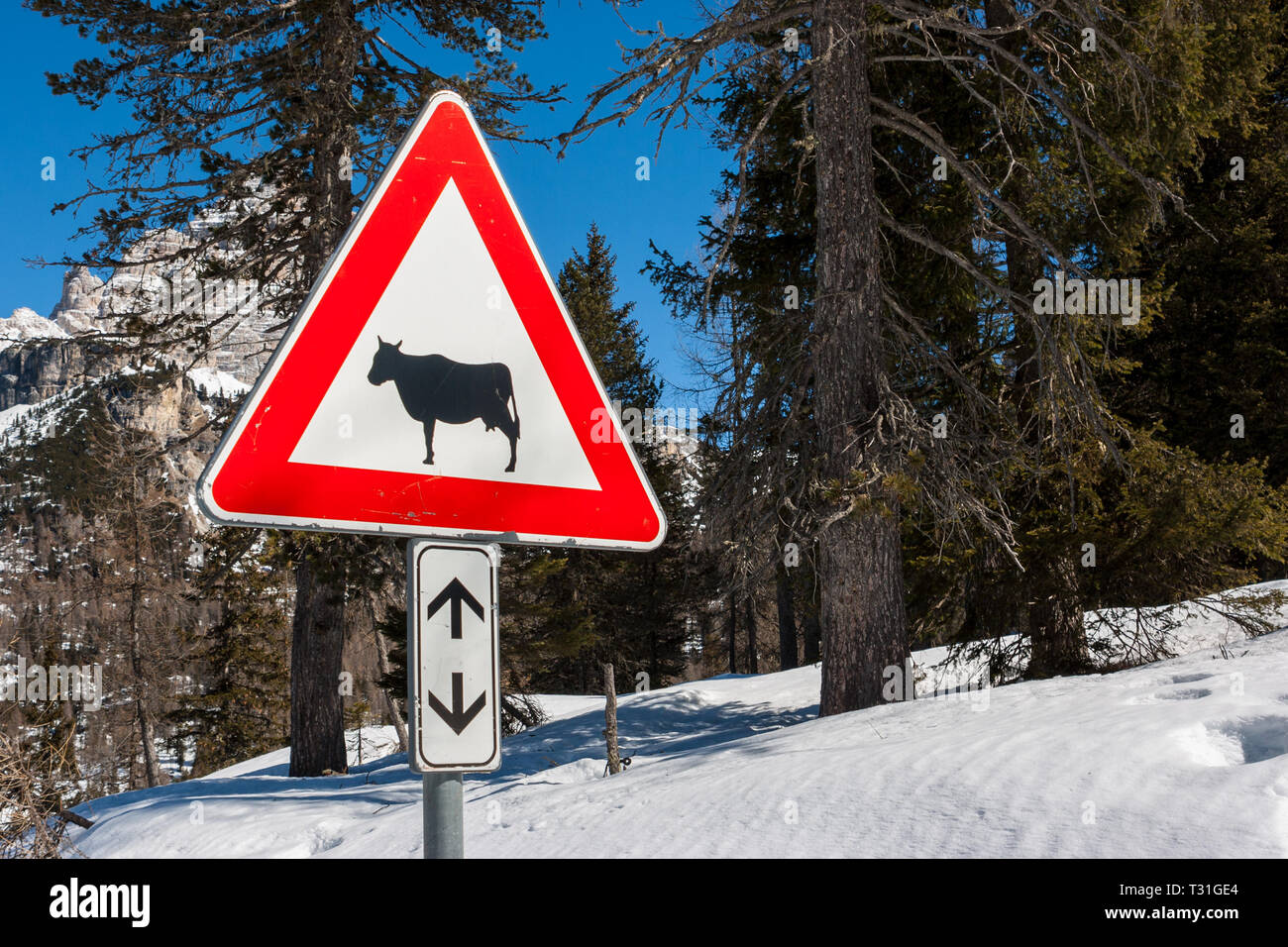 Beware bull warning sign on hi-res stock photography and images - Alamy