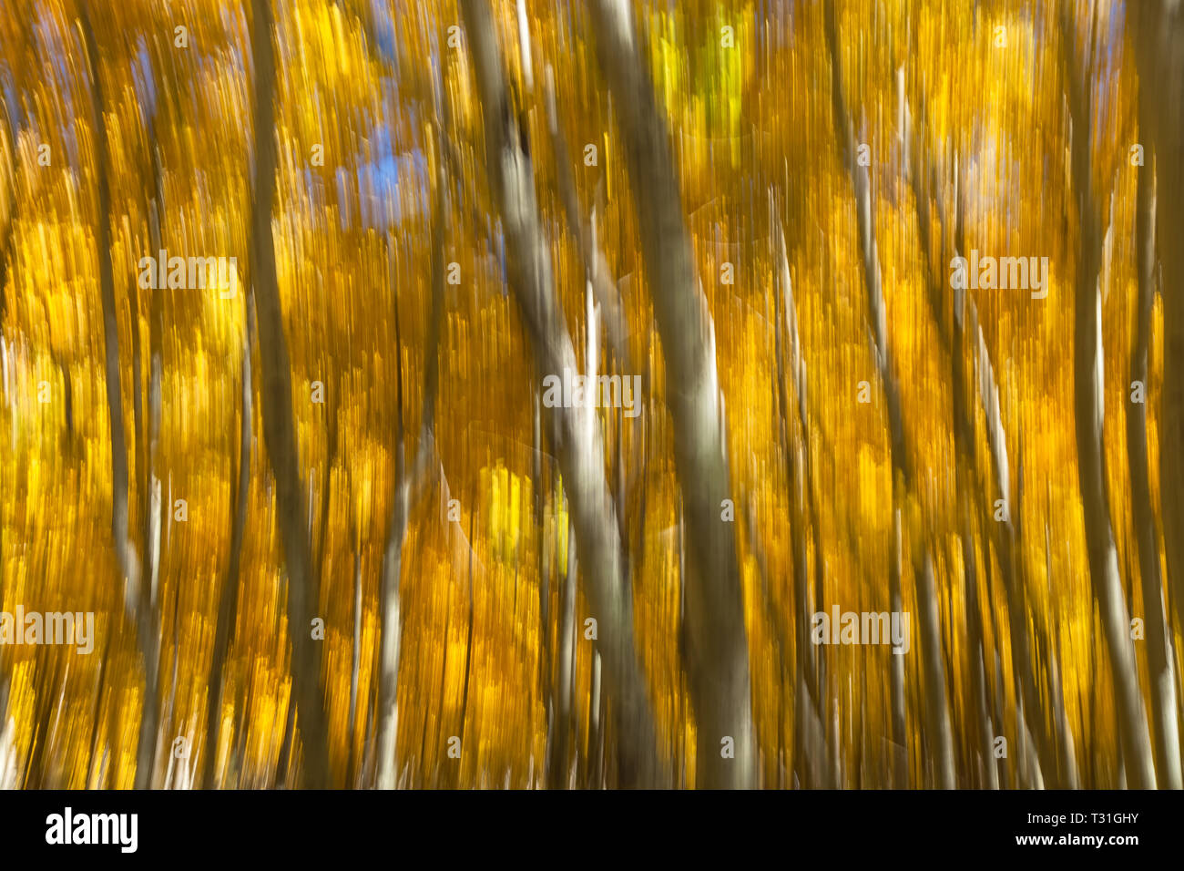 Camera panning at the aspen trees in their fall foliage, Inyo National ...