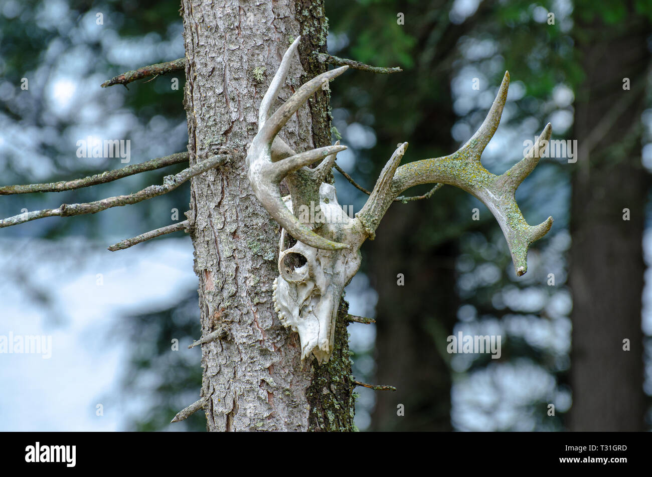 Skull rack hi-res stock photography and images - Alamy