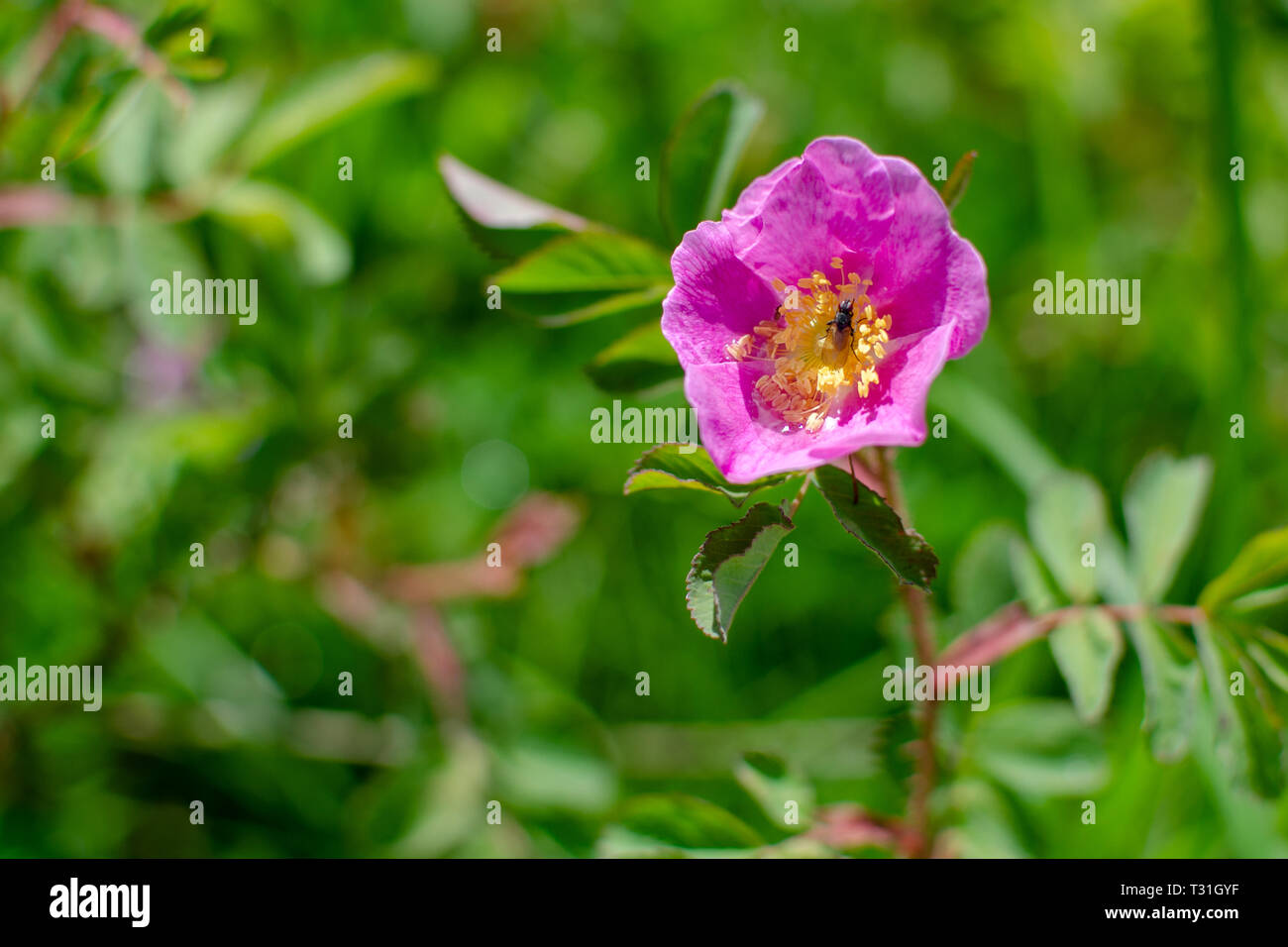Manitoba wild rose hi-res stock photography and images - Alamy
