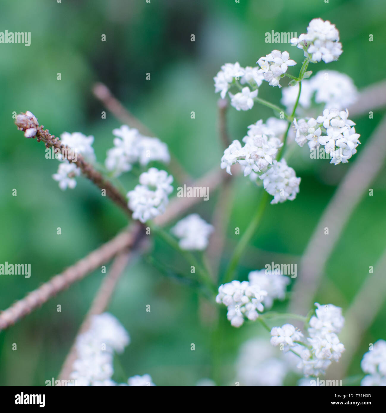 Manitoba provincial flower hi-res stock photography and images - Alamy