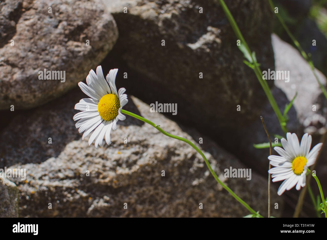 Manitoba provincial flower hi-res stock photography and images - Alamy