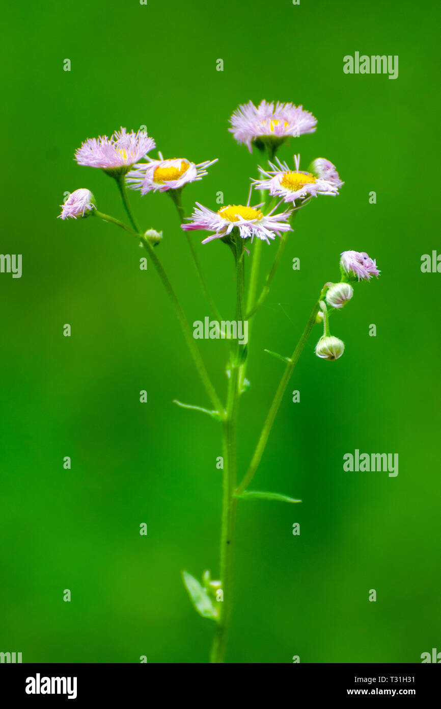 Purple aster wildflower hi-res stock photography and images - Alamy