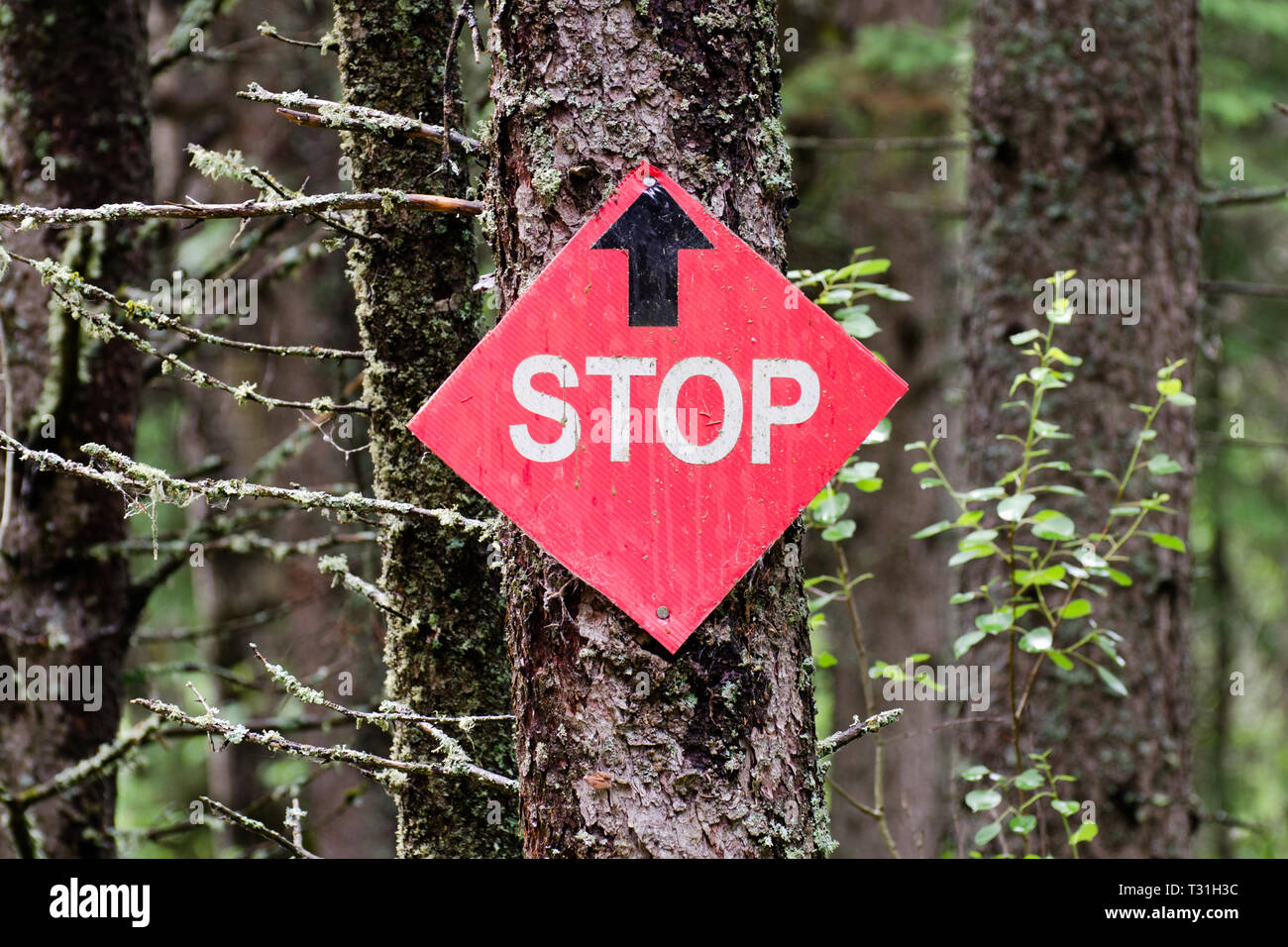 stop sign on an ATV trail in Duck Mountain Provincial Park Stock Photo ...