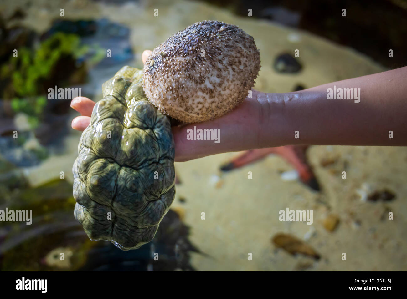 Two large Sea Cucumbers, Echinoderm, hold by womans hand over water ...
