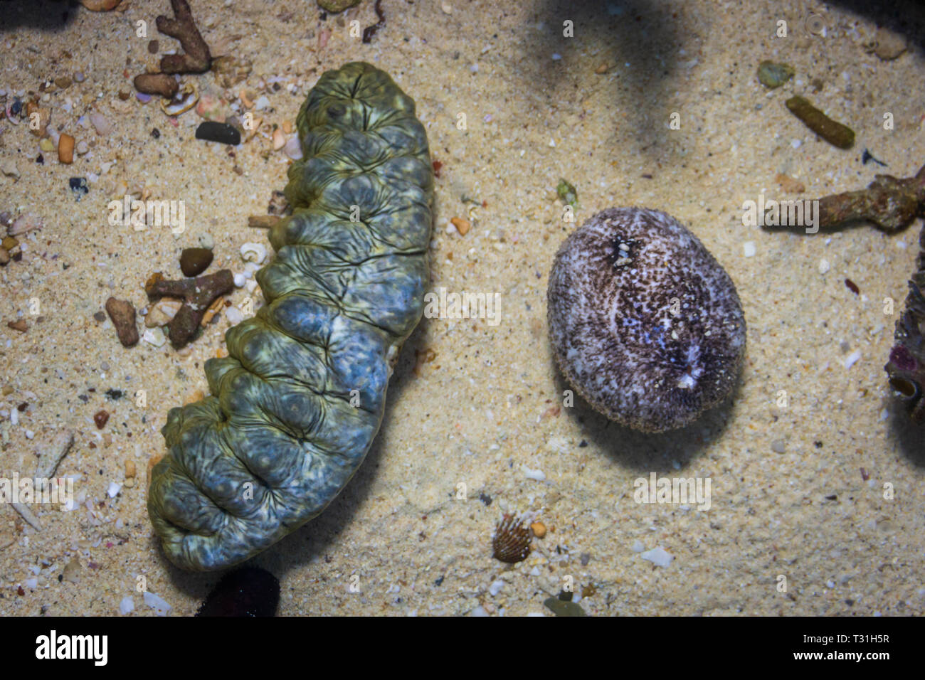 Two large Sea Cucumbers, Echinoderm, in the bottom of water tank Stock ...