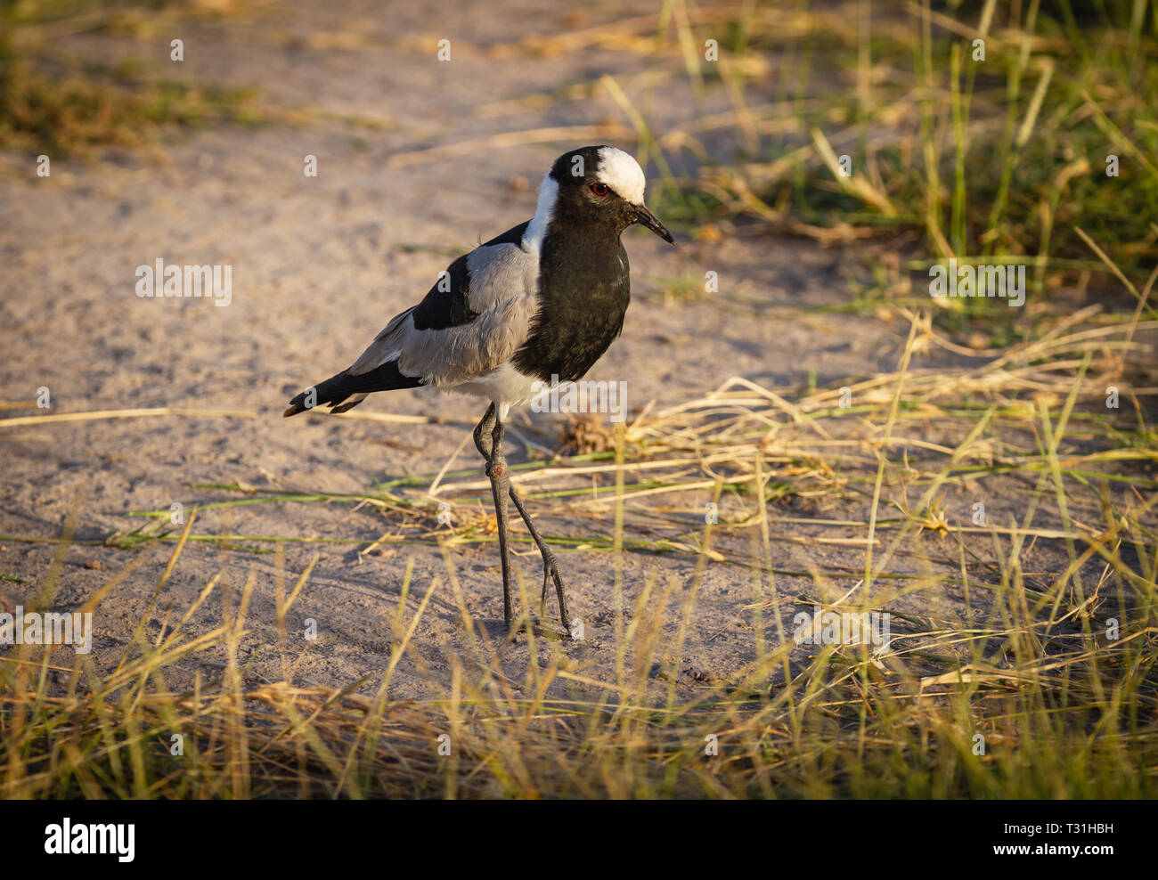 Blacksmith lapwing vanellus armatus hi-res stock photography and images ...