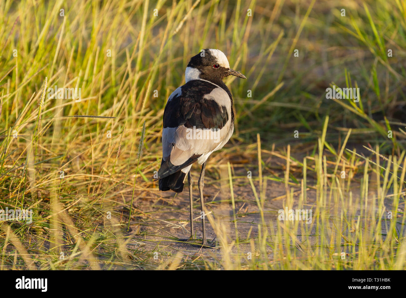 Long legged Blacksmith plover bird or Blacksmith lapwing Vanellus ...