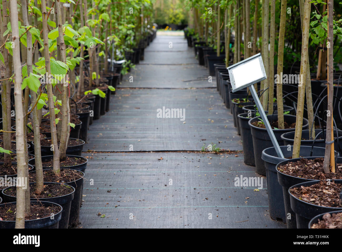 Trees that grow in pots hi-res stock photography and images - Alamy