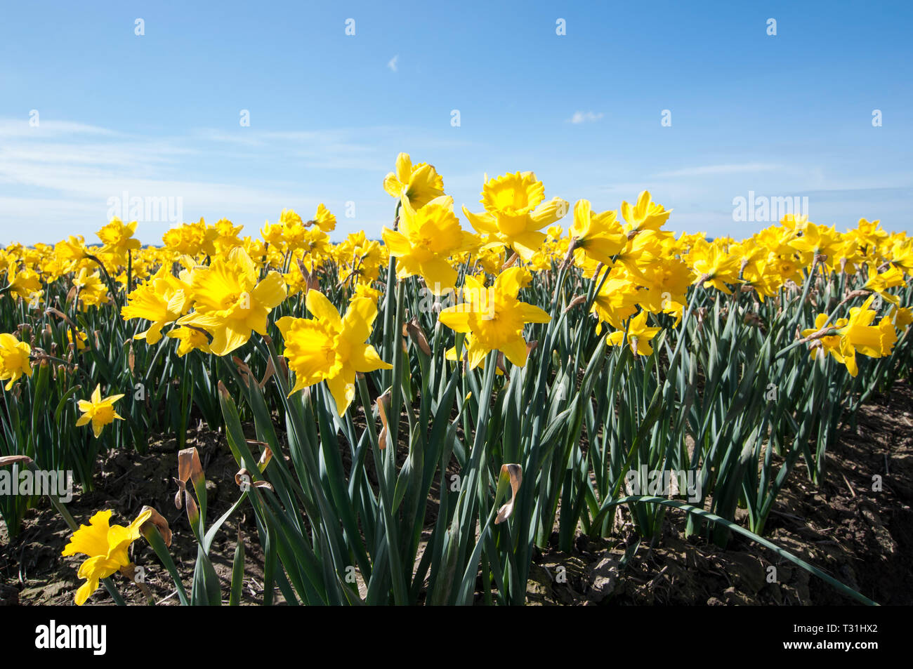 These sunny yellow daffodil flowers are blooming in a large flower ...