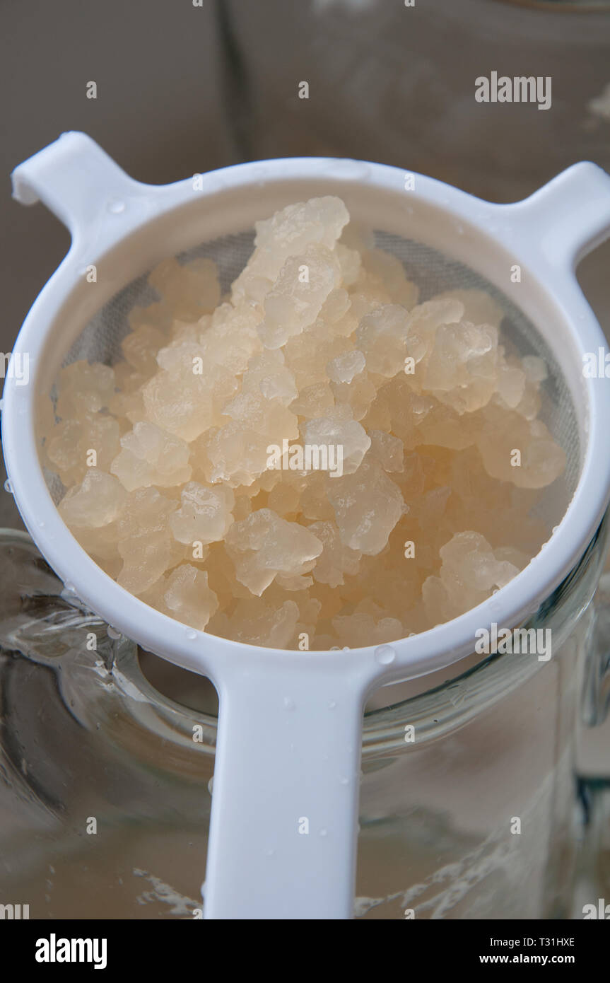 Closeup of water kefir grains in a white strainer in a vertical ...