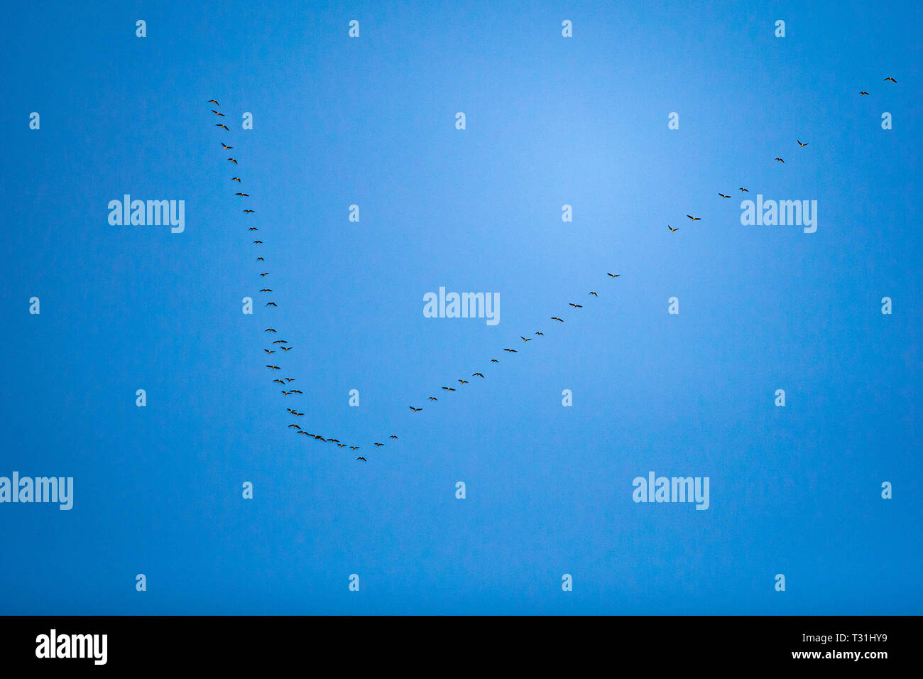 Flying back home hi-res stock photography and images - Alamy