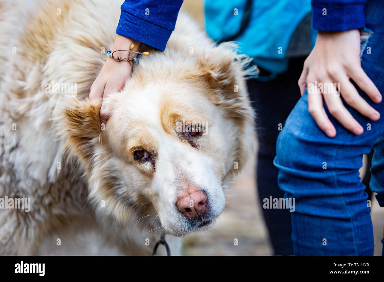 Central asian shepherd dog hi-res stock photography and images - Alamy