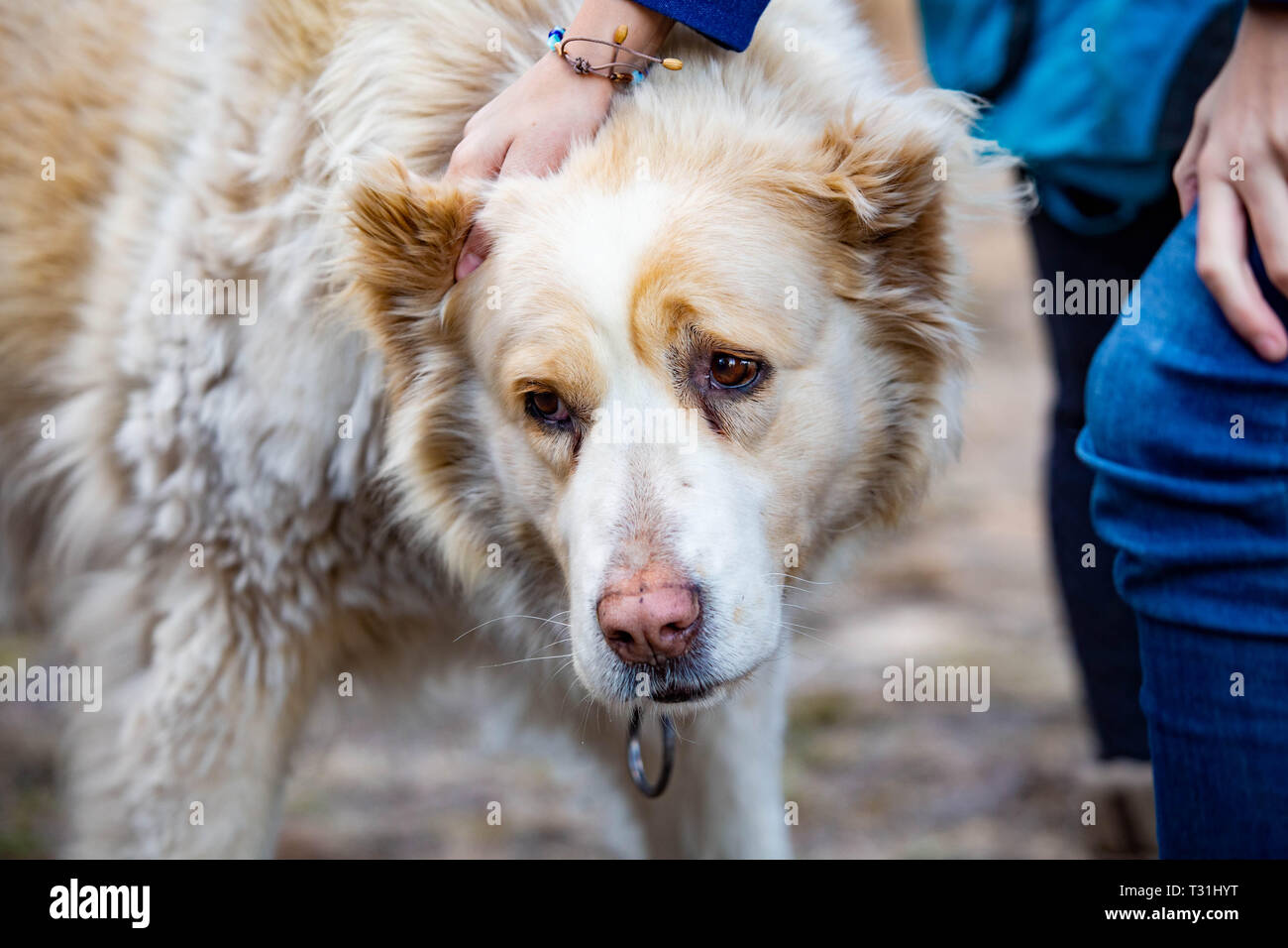 Central asian shepherd dog hi-res stock photography and images - Alamy