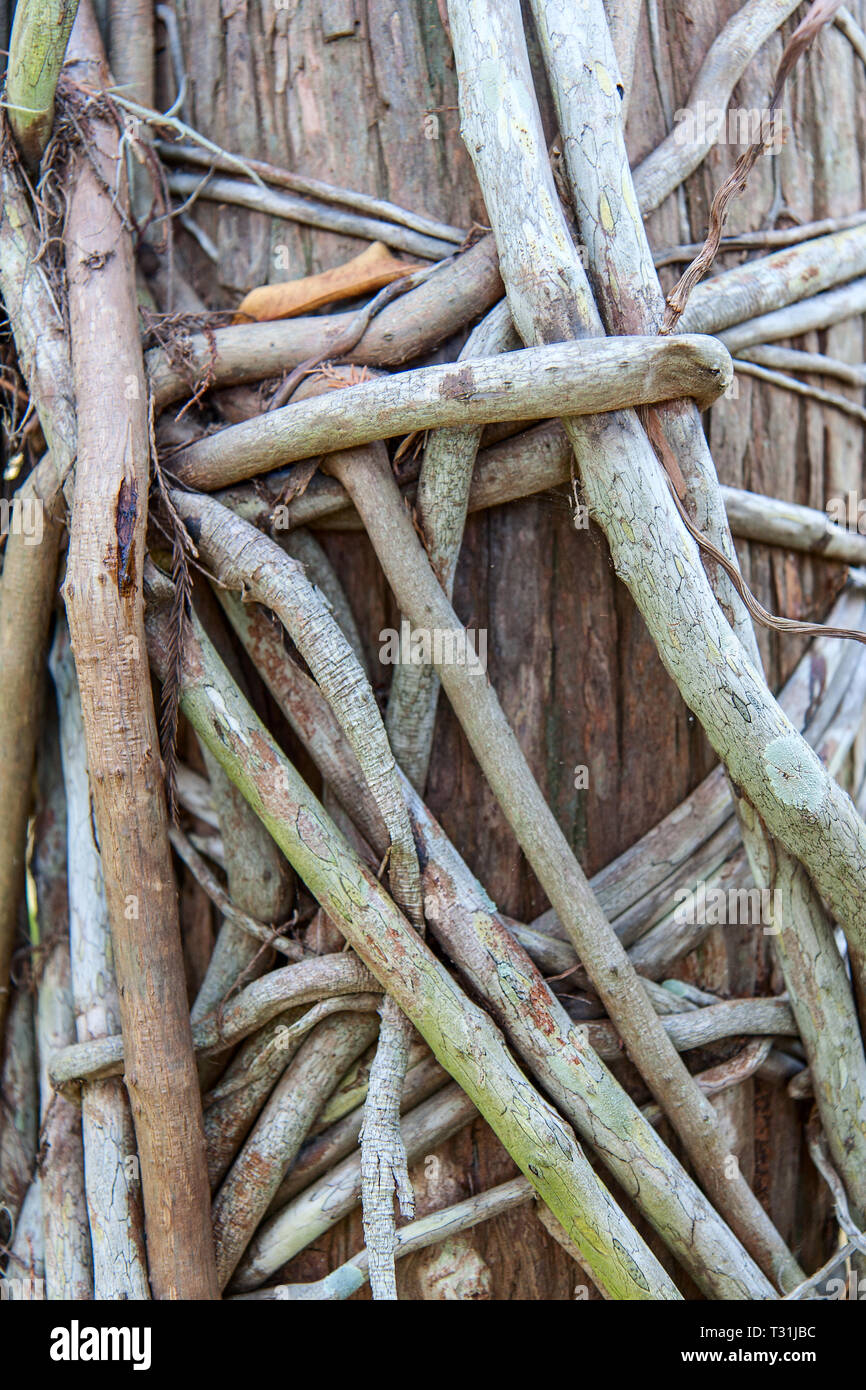 Philodendron aerial roots entangled around the trunk of a pine tree ...
