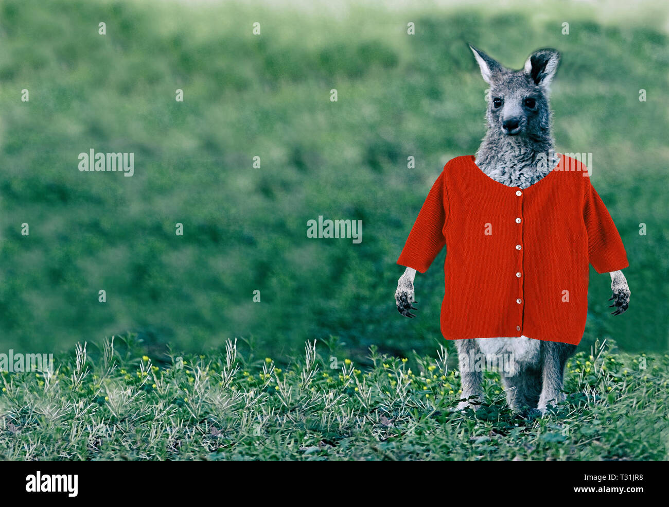 kangaroo with red jacket Stock Photo - Alamy