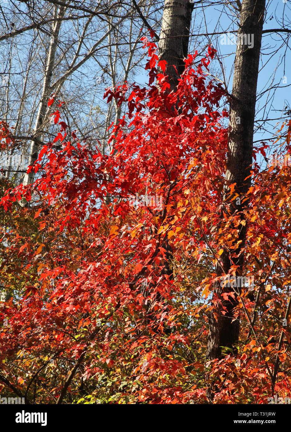 Manzherok hi-res stock photography and images - Alamy