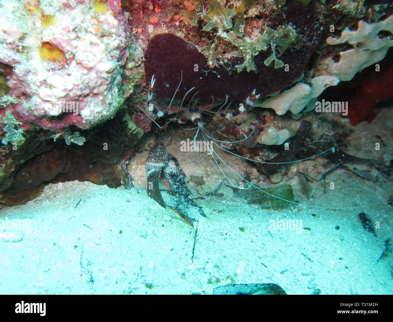 Shrimp like decapod crustacean hi-res stock photography and images - Alamy